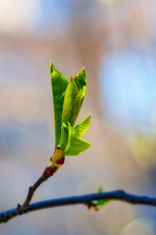 Spring Leaves stock photo. Image of bright, leaves, ecology - 25049548