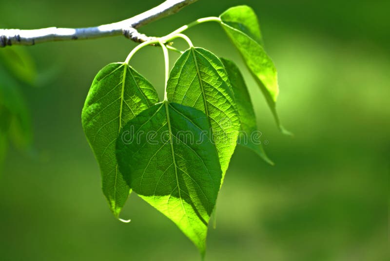 Spring Leaves stock photo. Image of young, spring, sprouting - 29578698