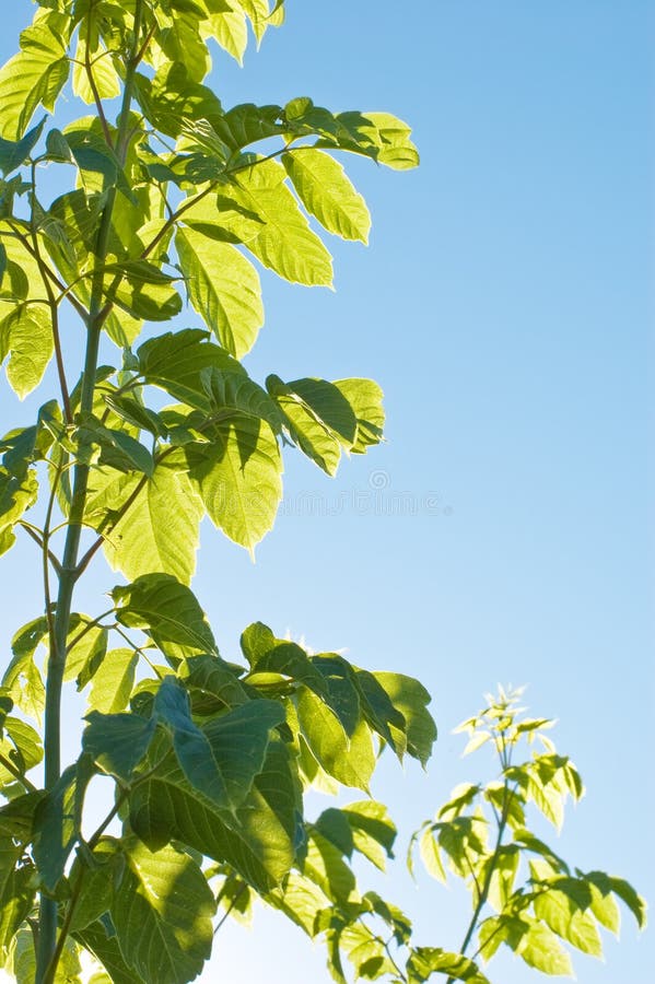 Spring leaves stock photo. Image of foliage, growth, summer - 4279886