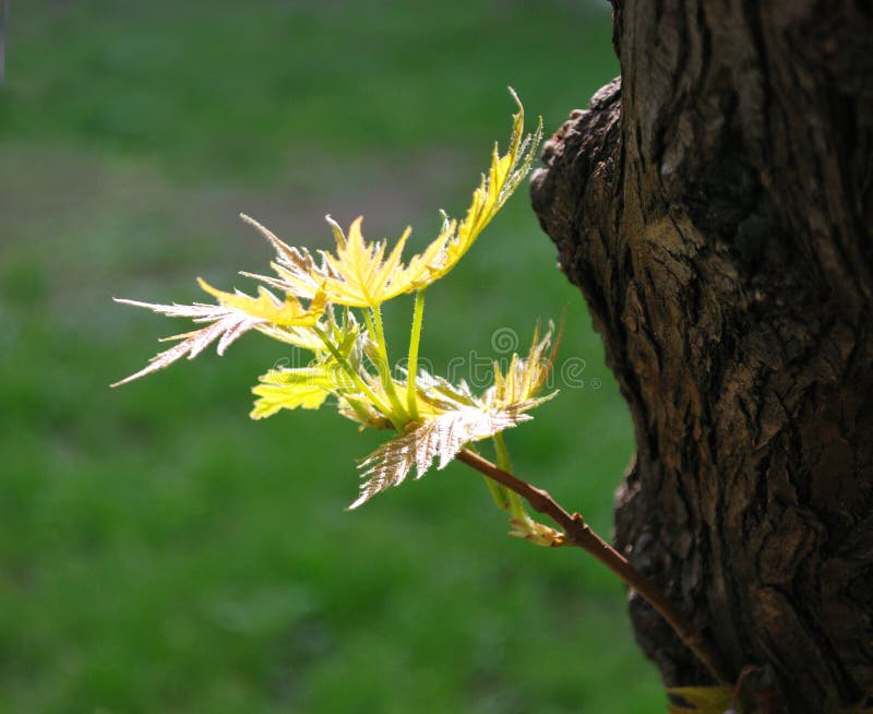 Fresh Leaves Spring Free Stock Photos & Pictures, Fresh Leaves Spring ...