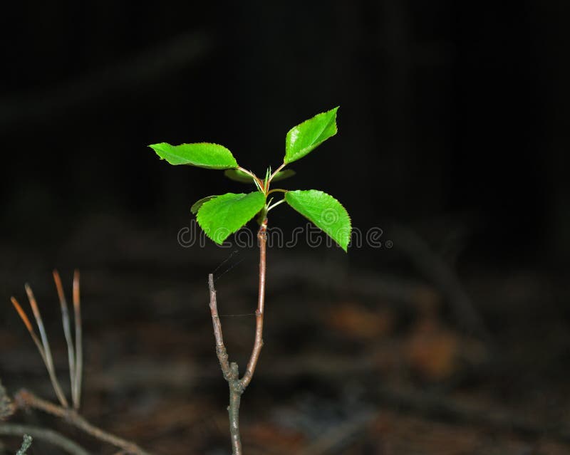 Fresh Leaves Spring Free Stock Photos & Pictures, Fresh Leaves Spring ...