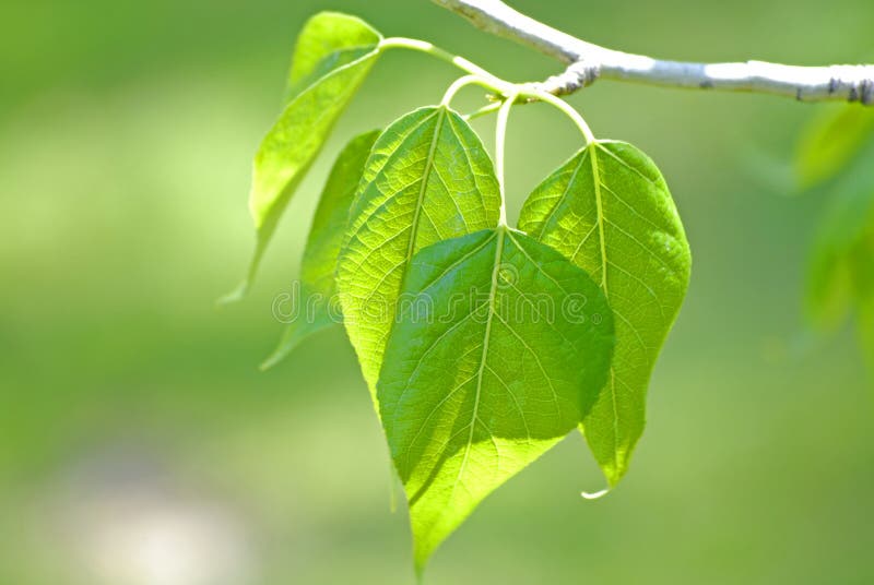 Fresh Leaves Spring Free Stock Photos & Pictures, Fresh Leaves Spring ...