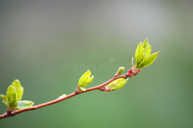 6,781 Sprouting Leaves Spring Stock Photos - Free & Royalty-Free Stock ...