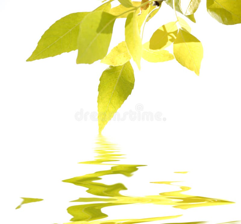 Spring Leaves stock photo. Image of sprout, leaf, grow - 6557540