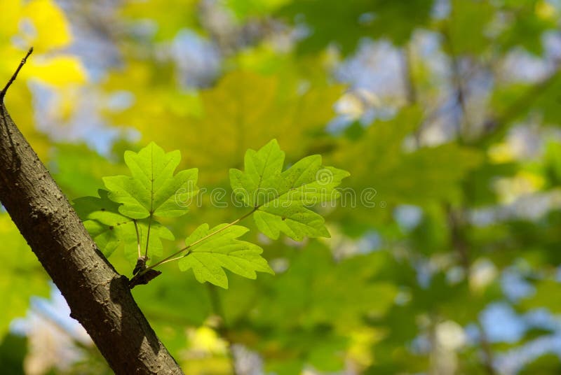 Fresh Leaves Spring Free Stock Photos & Pictures, Fresh Leaves Spring ...