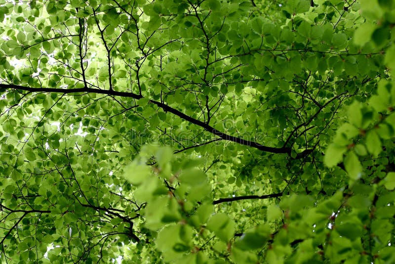 Spring leaves stock photo. Image of young, born, leaf, inspiration - 798966