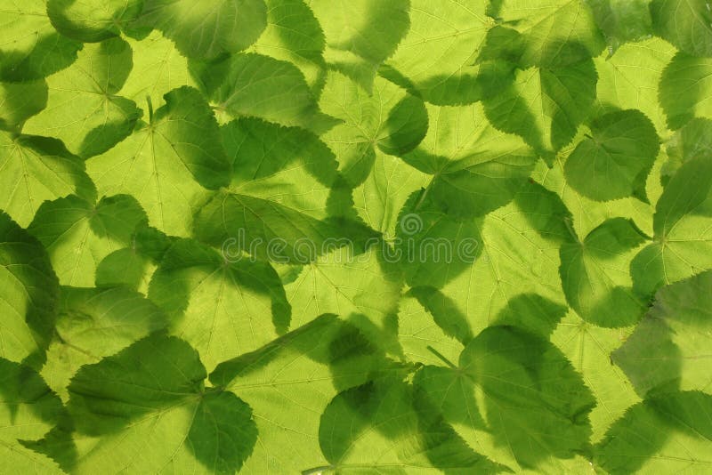 Spring leaves background stock photo. Image of background - 24505536