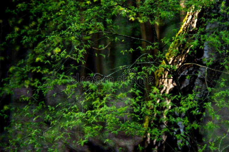 Spring leaves background stock image. Image of environment - 115227819