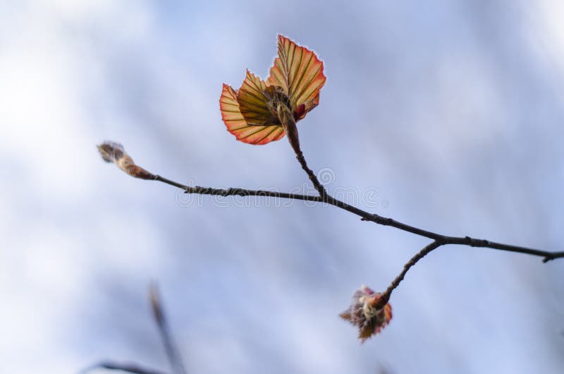 Spring Leaves Blooming Like Wings. Young Leaves Against the Sky Stock ...