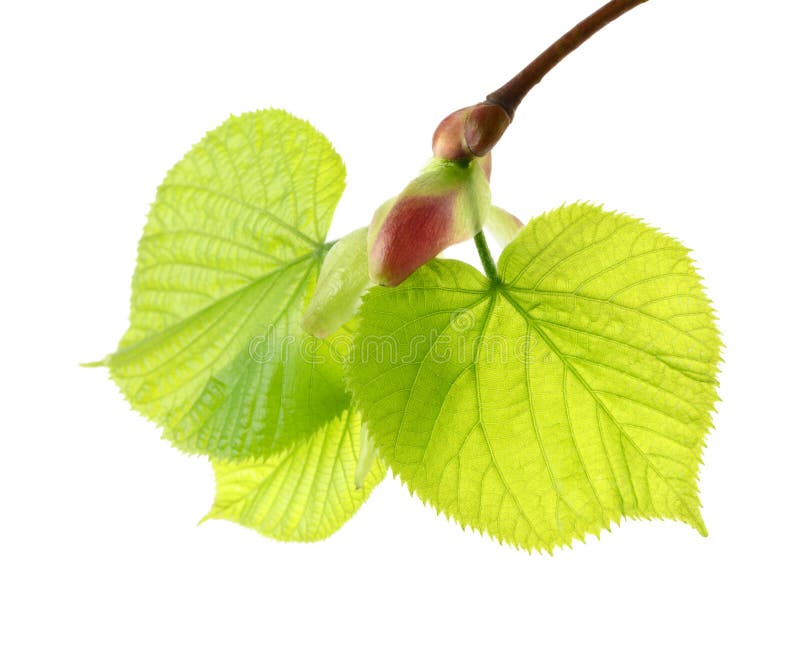 Spring leaves stock photo. Image of beauty, beautiful - 34964712