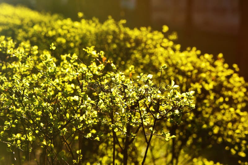 Spring Leaves Bush Morning Light Shining Spring Stock Photo - Image of ...
