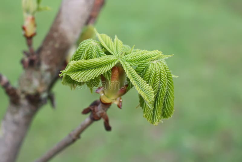 Spring Leaves of Chestnut Tree Stock Photo - Image of closeup, foliage ...
