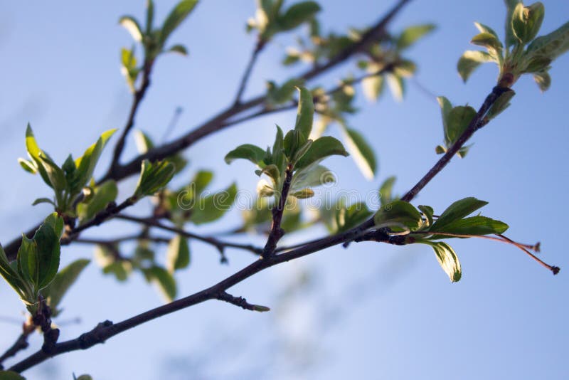 Spring Leaves stock image. Image of season, grow, spring - 91241361