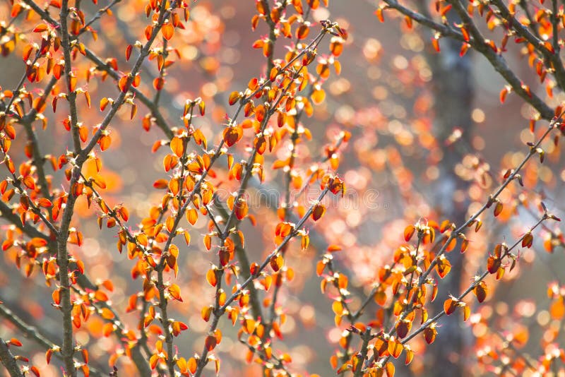 Beautiful Spring Leaves stock photo. Image of colorful - 183170770