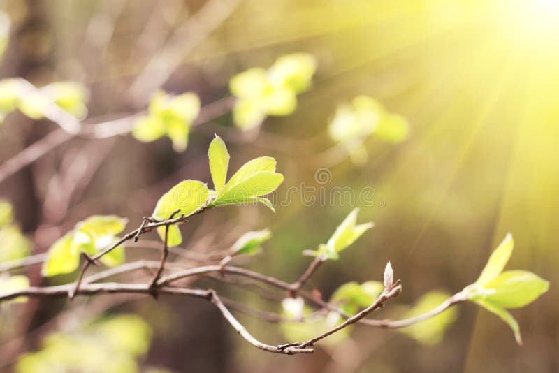 Spring Leaves - Delicate Young Spring Leaves. the First Spring Leaves ...