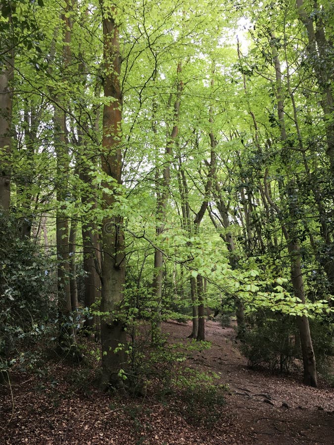 Spring leaves emerge stock image. Image of forest, emerge - 242199903
