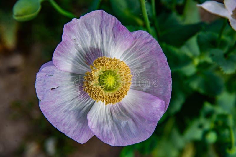 Spring Leaves and Flowers in the Spring Season. Stock Photo - Image of ...