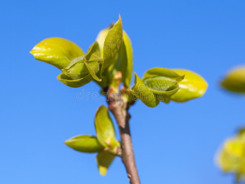Spring Leaves Growing from Persimmon Tree, Nature Stock Image - Image ...