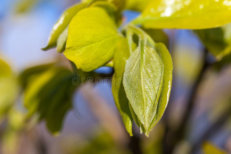 Spring Leaves Growing from Persimmon Tree, Nature Stock Photo - Image ...