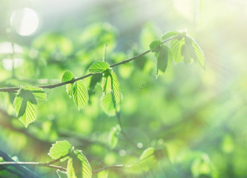 Spring leaves stock photo. Image of leaf, leaves, daylight - 49470990