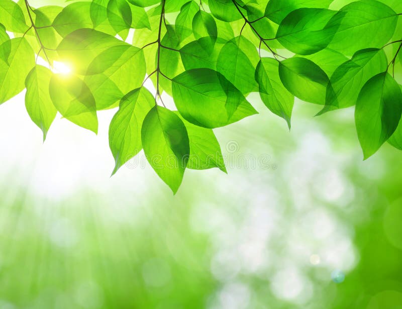 Spring leaves stock photo. Image of closeup, flora, sunlight - 67538824