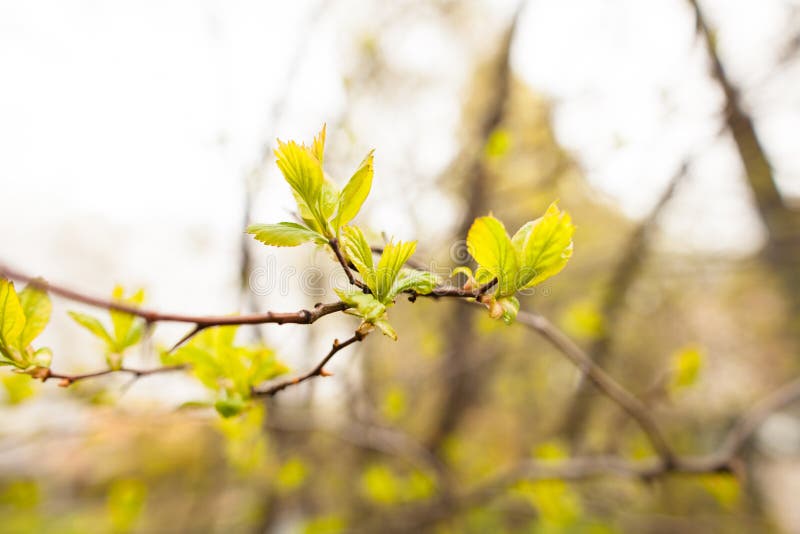 Spring leaves stock image. Image of flora, tranquil, grow - 54154593