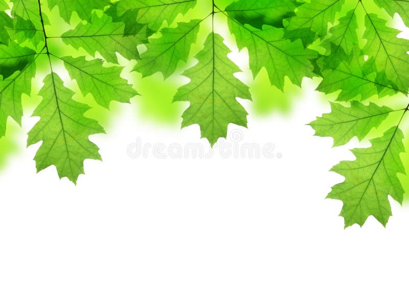 Spring leaves of oak tree stock image. Image of beautiful - 67882823