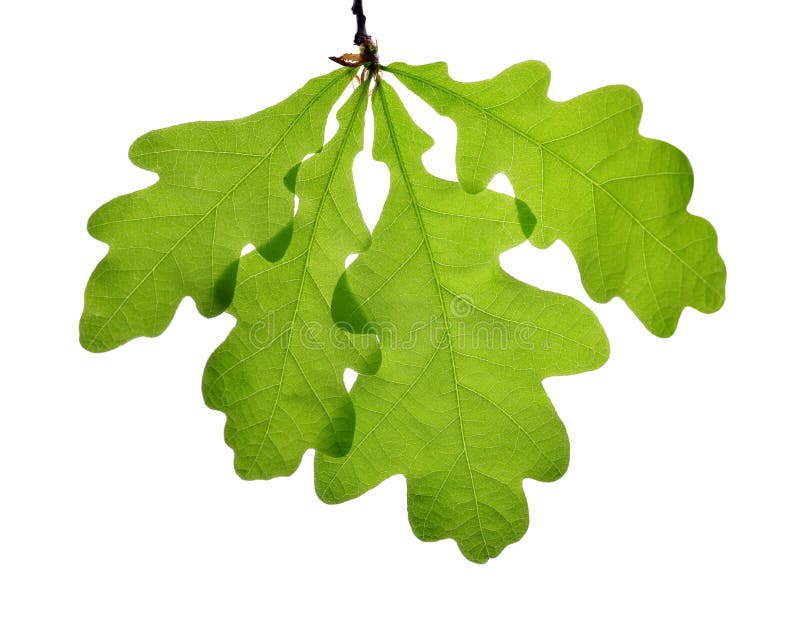 Spring leaves of oak tree stock photo. Image of botany - 73205660