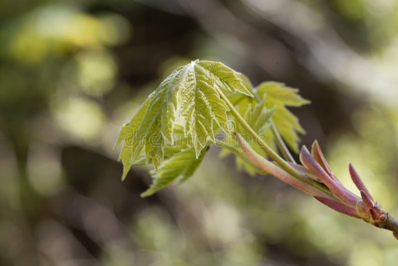 Spring Leaves of an Oregon Maple, Acer Macrophyllum Stock Photo - Image ...