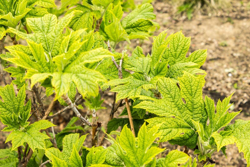 Spring Leaves stock photo. Image of foliage, design, beautiful - 94181956