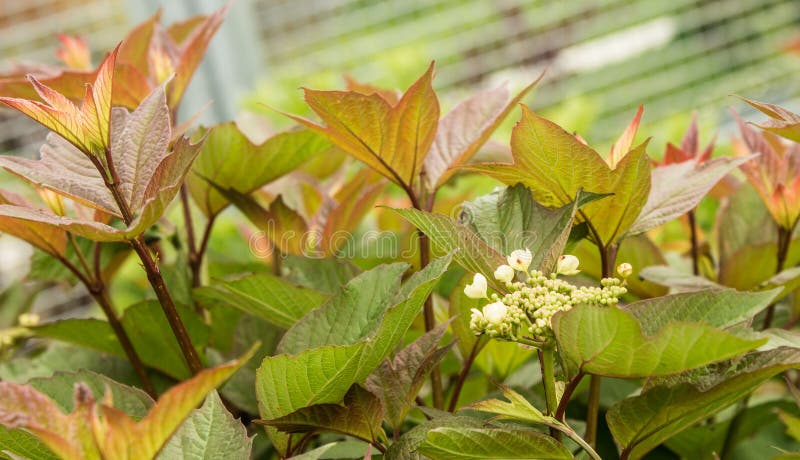 Spring Leaves stock photo. Image of leaves, nature, design - 94182508