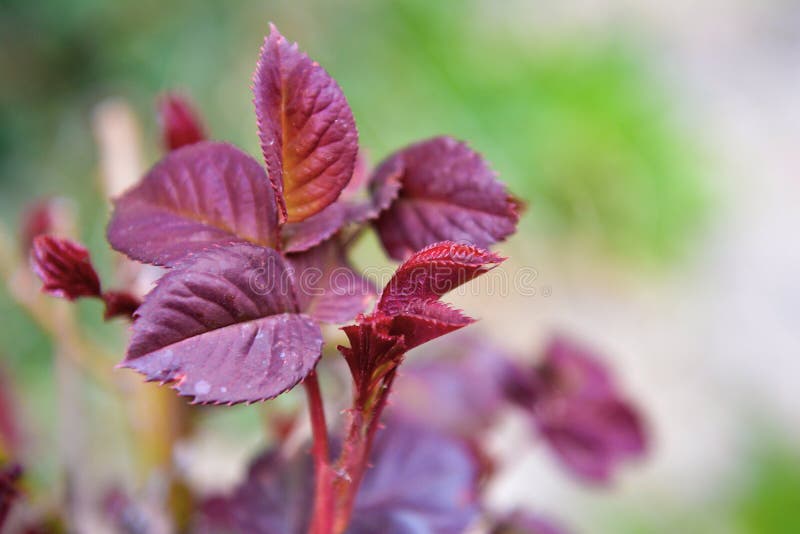 Rose bush stock photo. Image of botany, flower, life - 52785294