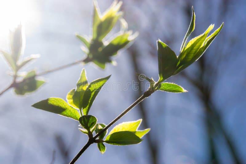 The spring leaves. stock photo. Image of color, outdoor - 52676318