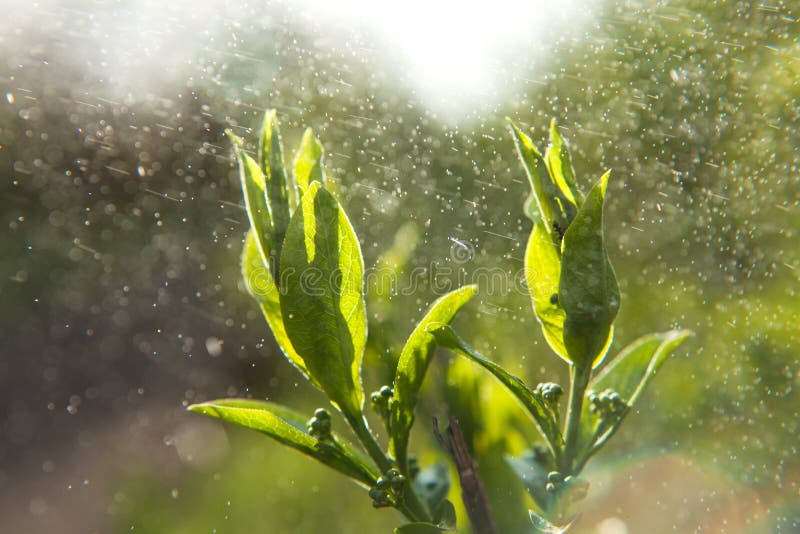 Spring leaves on trees. stock photo. Image of bright - 79246258