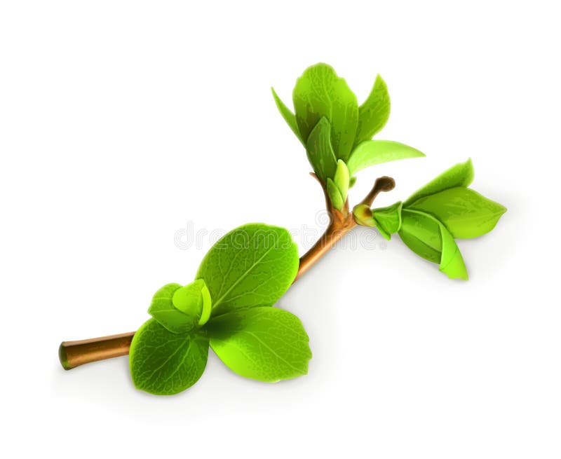 Spring Leaves, Vector Illustration Stock Vector - Illustration of ...