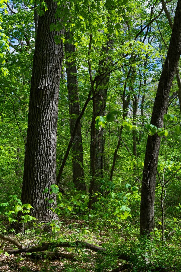 Spring leaves stock photo. Image of camo, forest, scenic - 147318594