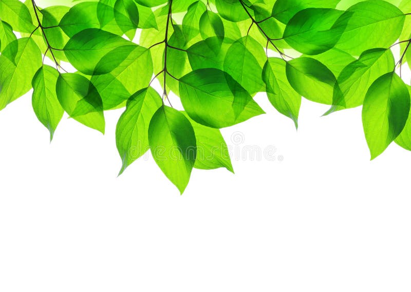 Spring leaves stock photo. Image of environment, twig - 66498474