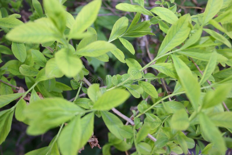 Spring Leaves - Young Spring Leaves Stock Image - Image of budding ...