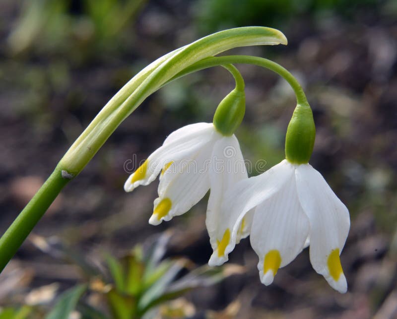 In Spring, Leucojum Vernum Blooms in Nature Stock Image - Image of ...