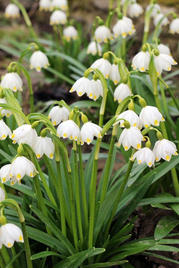 In Spring, Leucojum Vernum Blooms in Nature Stock Image - Image of ...