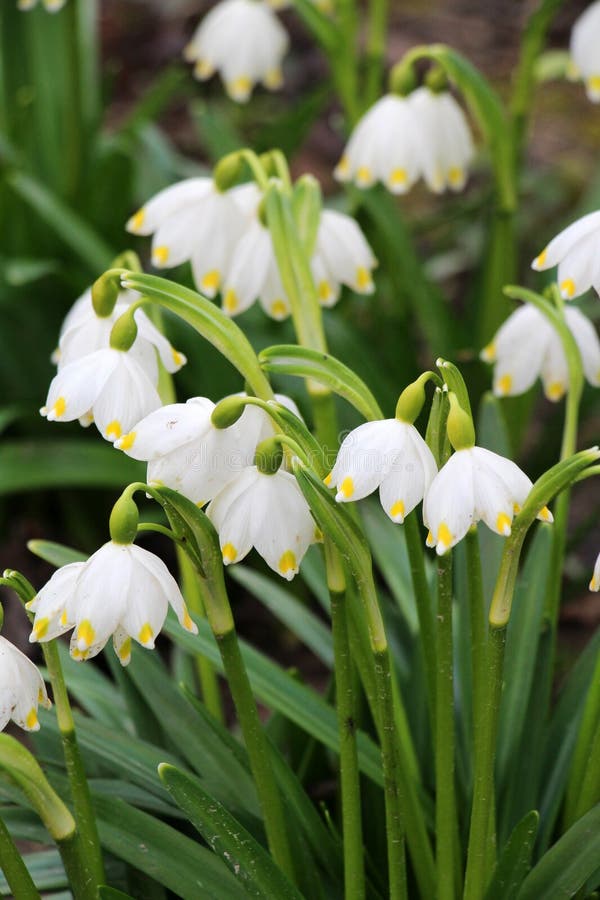 In Spring, Leucojum Vernum Blooms in Nature Stock Photo - Image of ...