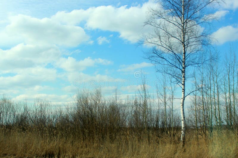 Spring stock photo. Image of april, beautiful, nopeople - 92323232