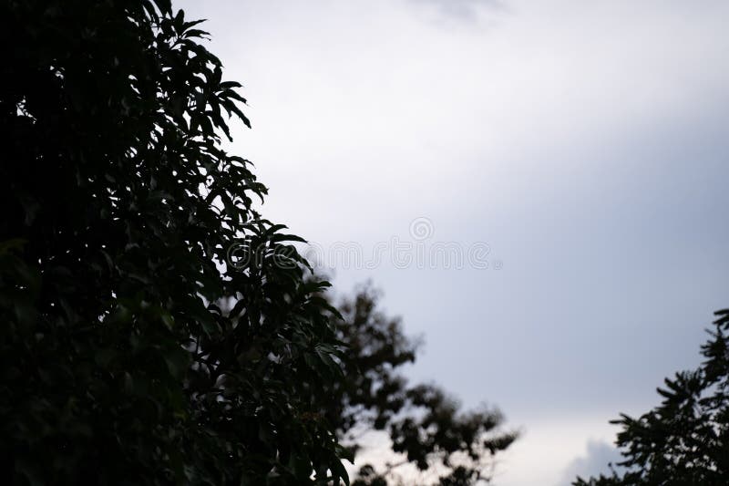 Spring Light in Green Branches with Shadows Stock Photo - Image of ...