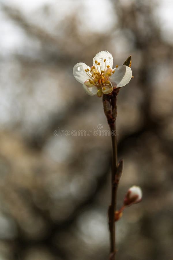 In the spring light stock image. Image of outdoor, springtime - 213261541