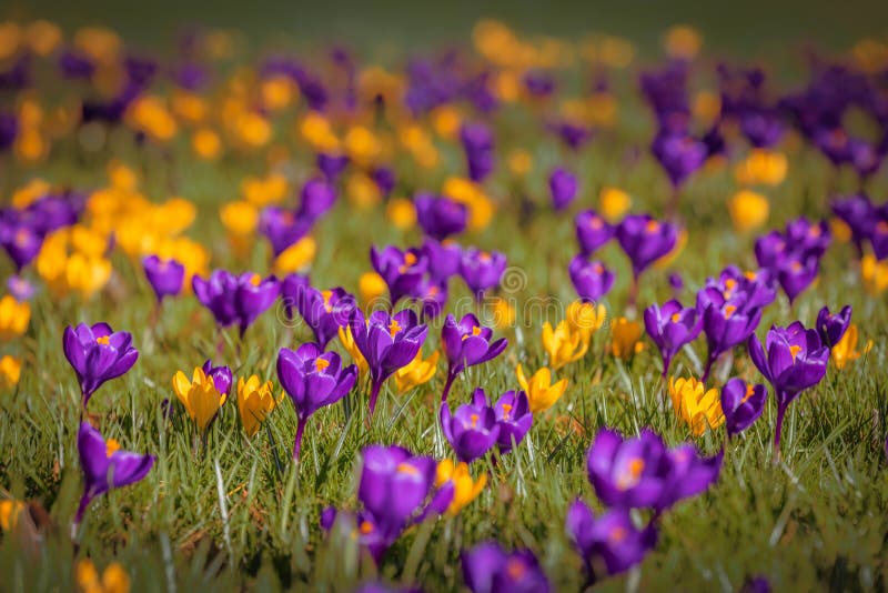 Spring-Like stock photo. Image of purple, summer, field - 372317646