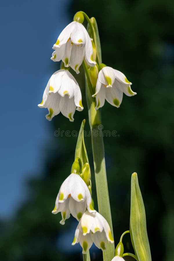 Spring-like – Part 12 stock image. Image of tall, petals - 374425543