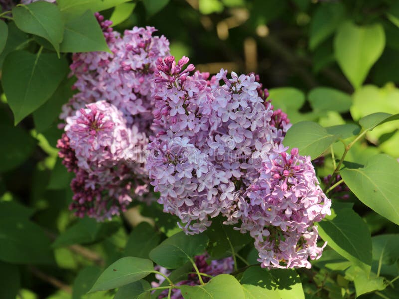 Lilac Blooms in the Garden in Early May Stock Photo - Image of colorful ...