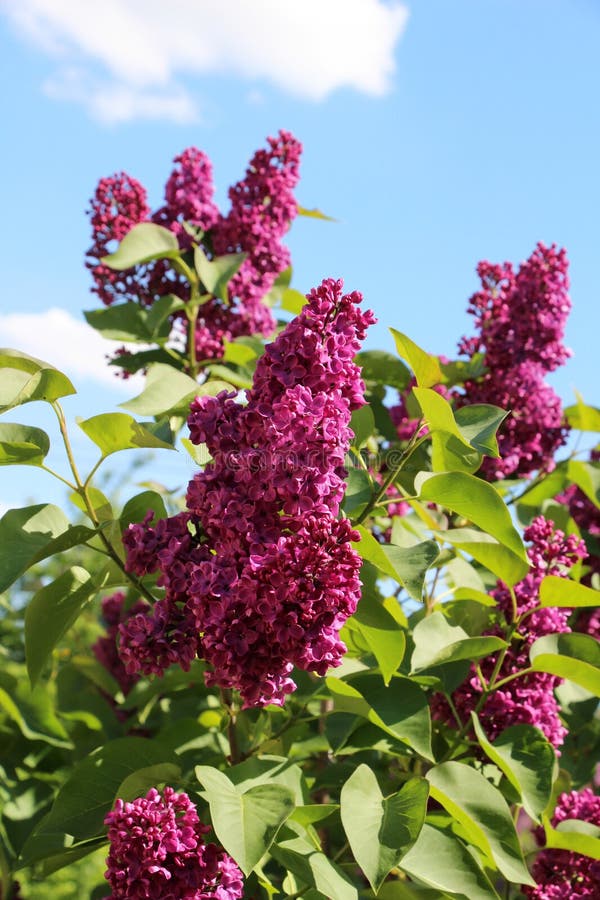 In the Spring, Lilac Blooms in the Garden Stock Image - Image of purple ...