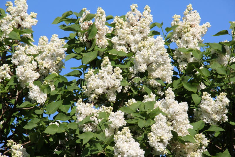 Lilac Blooms in the Garden in Early May Stock Photo - Image of colorful ...