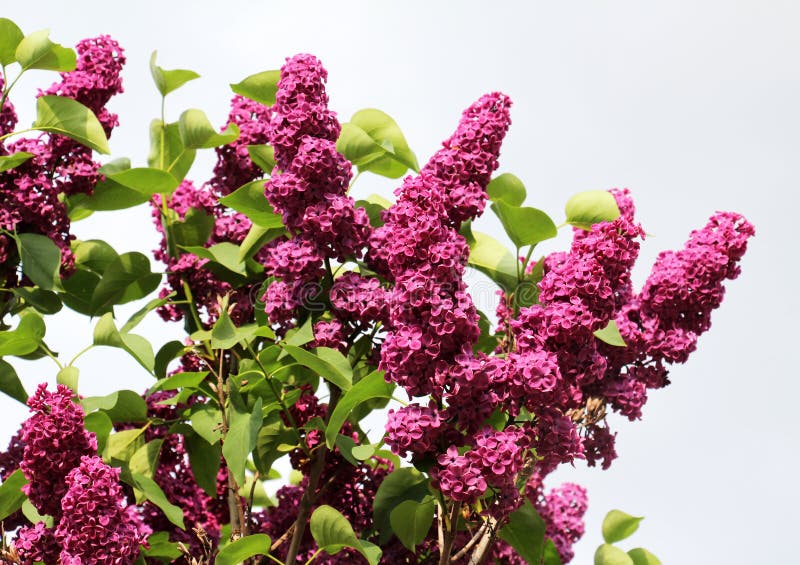 In the Spring, Lilac Blooms in the Garden Stock Image - Image of tree ...